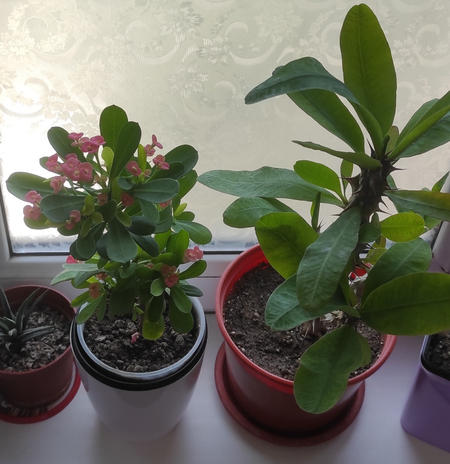 Продам 2 красивых молочая