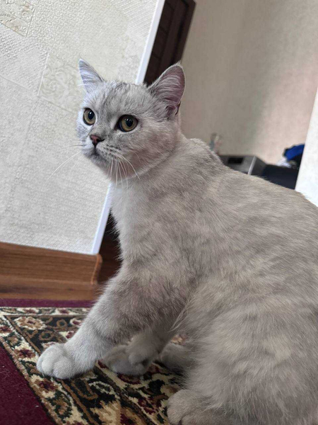 Shinshilla shotlanski