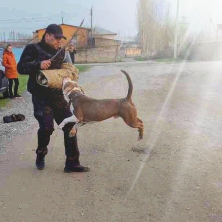 Дрессировка вашего любимца
