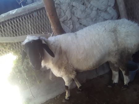 Qòchqor sotiladi