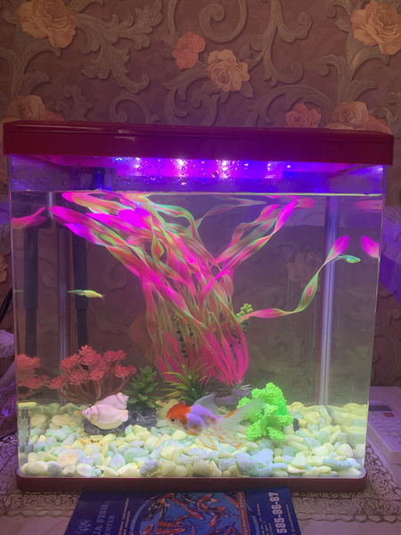 Yengi akvarium balig’lari bilan
