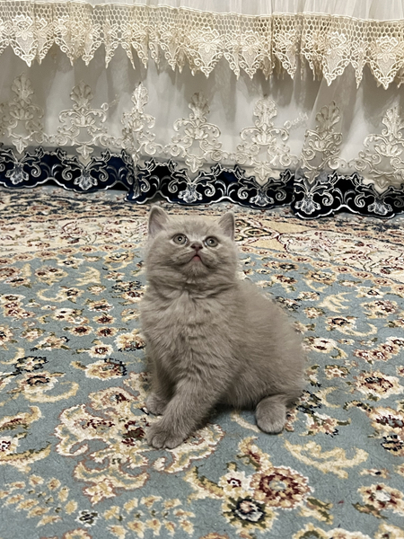 Британский котёнок
