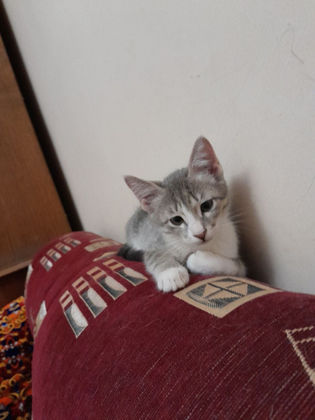 Отдам котёнка в хорошие руки