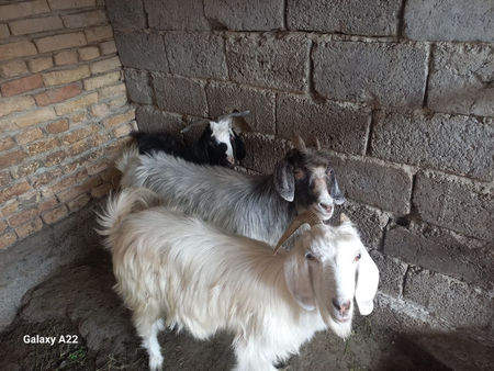 Echkilar sotiladi soğlom yeyishlari yaxshi