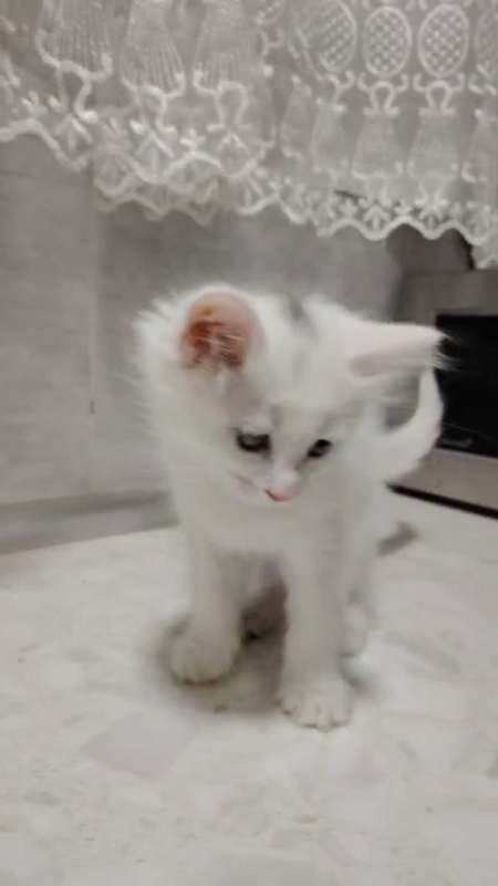 Котенок 2 месяца. Турецкая ангора