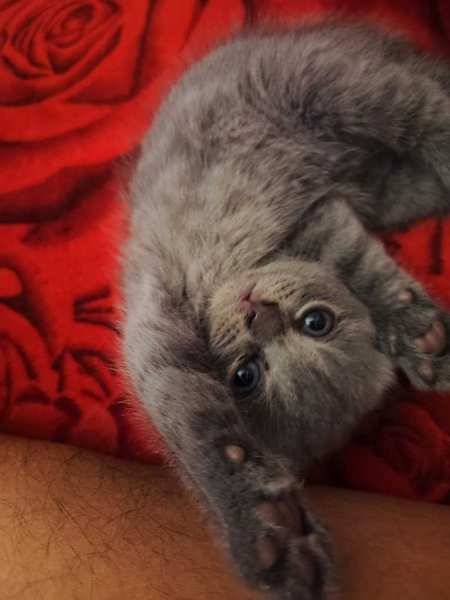 СРОЧНО! Продаются котята Скоттиш Фолд и Скоттиш Страйт!