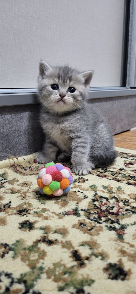 Котята скотиш страйт и фолд