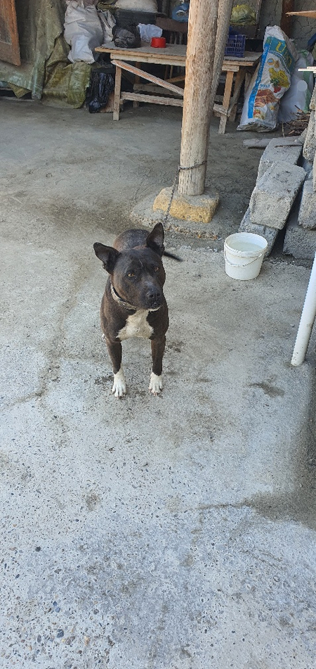 Pitbull zotdor iti