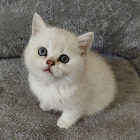 Продаётся котята