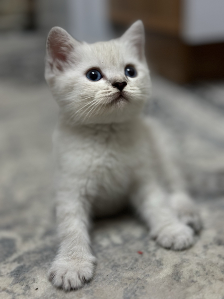 Шотландкая шиншила