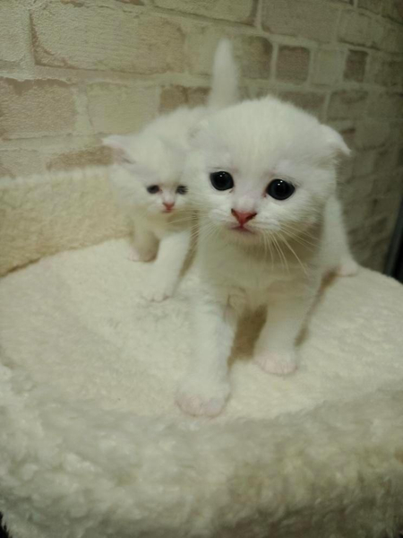 Кошечка мужского пола, вислоухий.