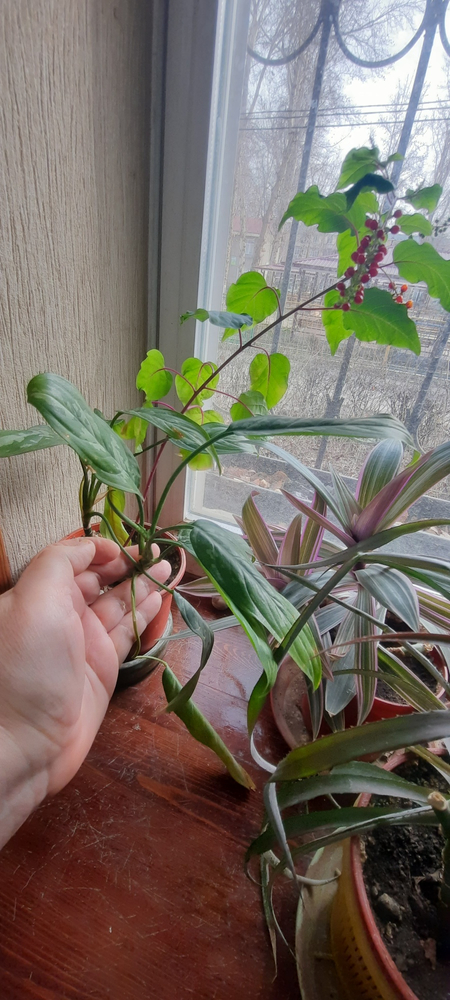 Продам комнатные растения