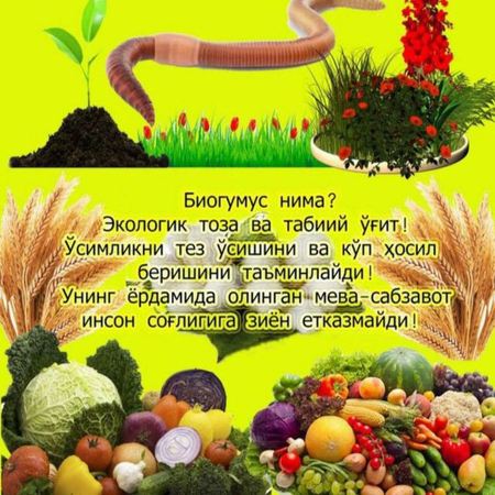 Аксия Калифорния чувалчанг