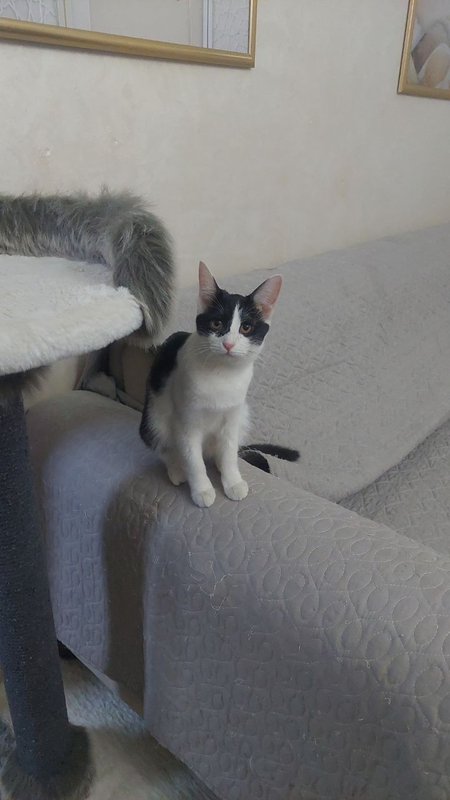 Котёнок девочка. Очень ласковая