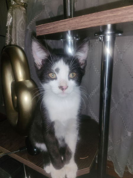 Котята ищут любящих хозяев