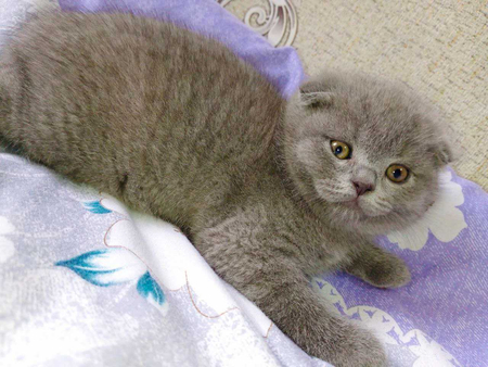 Скоттиш страйт голубого окраса ищет невесту для вязки