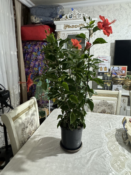 Китайская роза цветущая