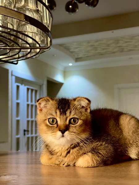 Mushuk scottish fold 1 yosh erkak soglom zod olish uchun