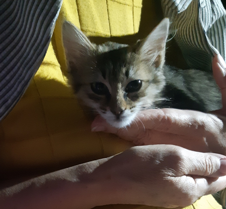 Котёнок ищет себе хозяина