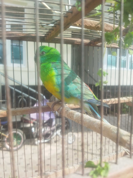 Pevchiy toʻti sotiladi