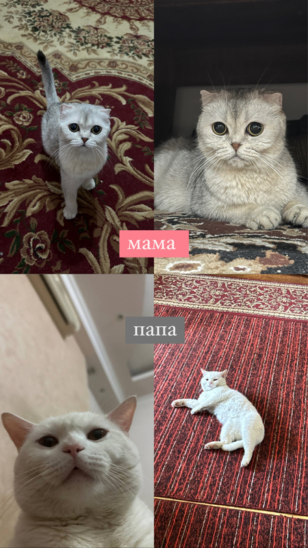 Очаровательные котята ищут любящие дома