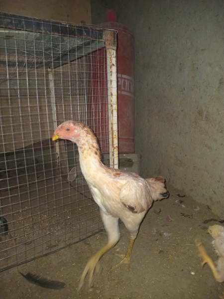 Turk mokiyon sotiladi manzil kogon