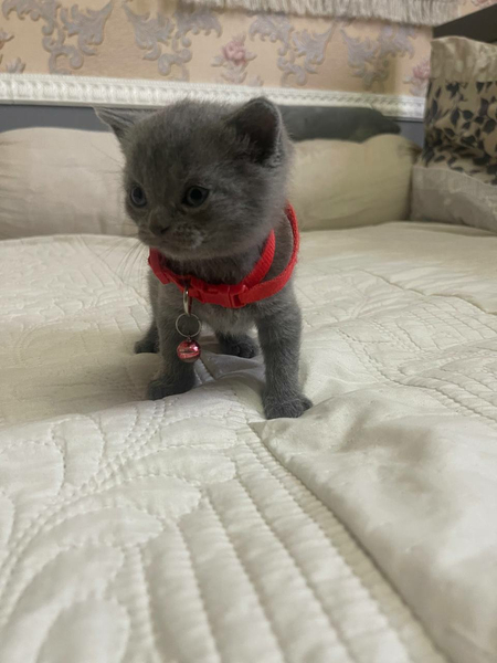 Скотиш фолд кошечка