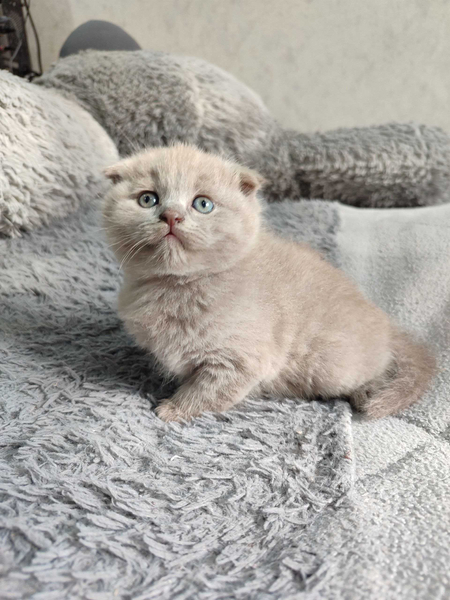 Продается мальчмк скотиш фолд