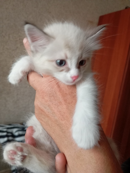 Продаётся котёнок