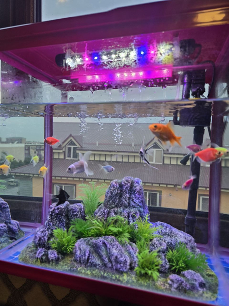 Baliqlar akvarium  filtr va dekoratsiyasi bilan