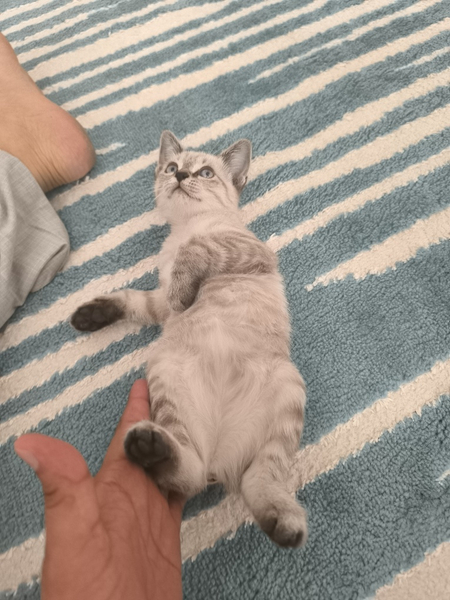 Кошка мушук сотилади