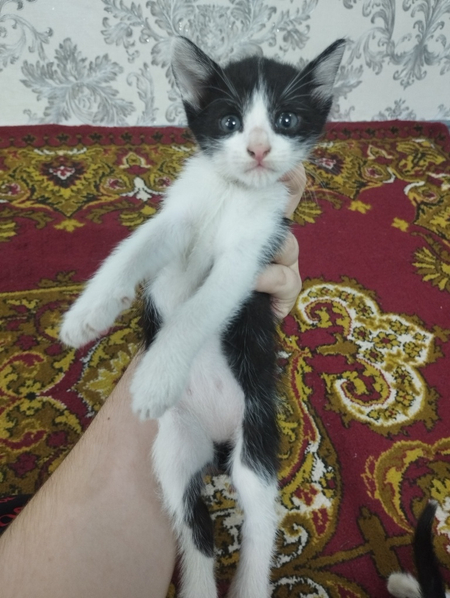 Hadiya mushuk,котяты  отдам даром