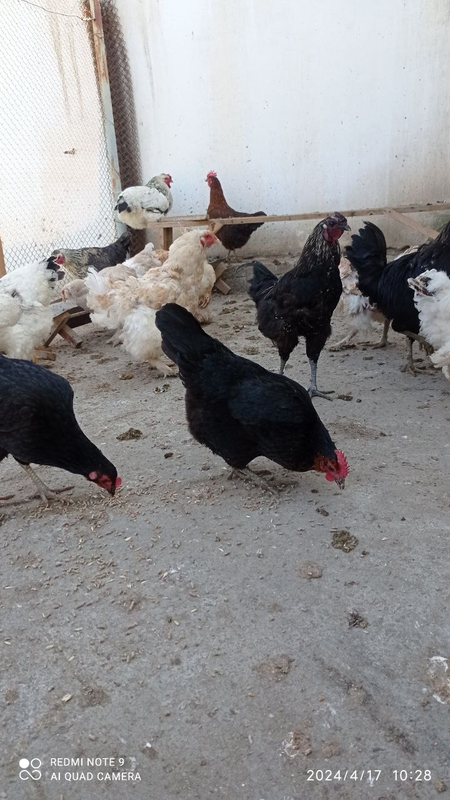 Tovuq xorozlar sotiladi