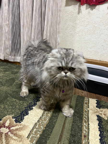 Продаётся Персидский кот