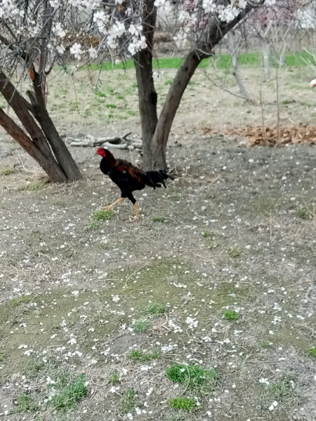 Kulangi xoʻroz sotiladi