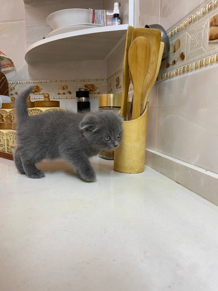 Котенок шотландская вислоухая