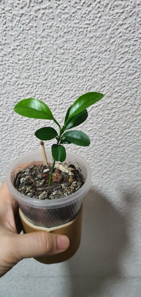 мандарины из косточек