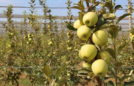 Мевали кучатлар пакана ва ярим пакана  суртига сифатига  100%  жавоб