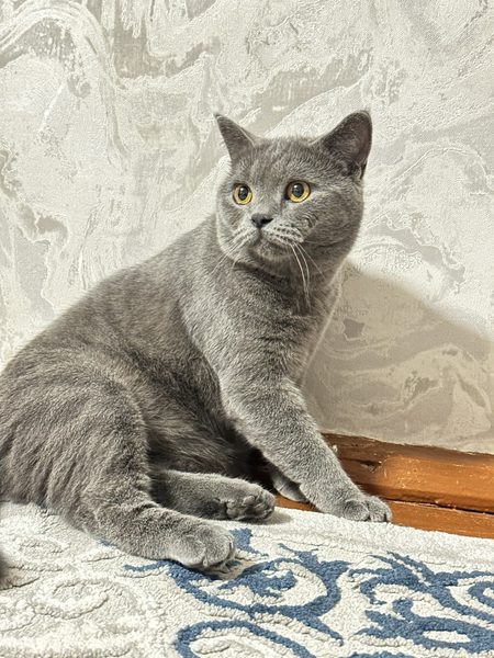 Кошки фолдь и страйт