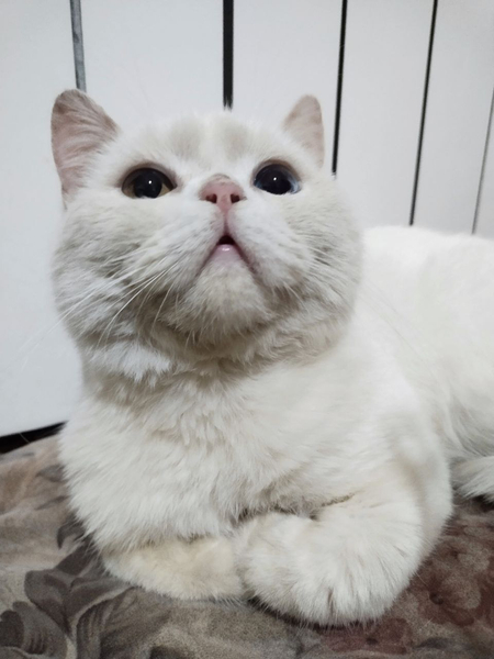 Продаётся кот (мальчик)