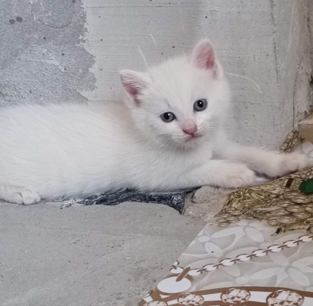 Продаются котята
