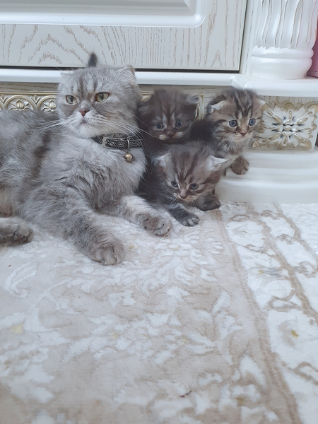 Продам котят Скотиш фолд.
