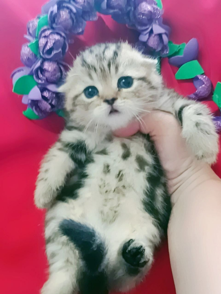 Шотландские котята
