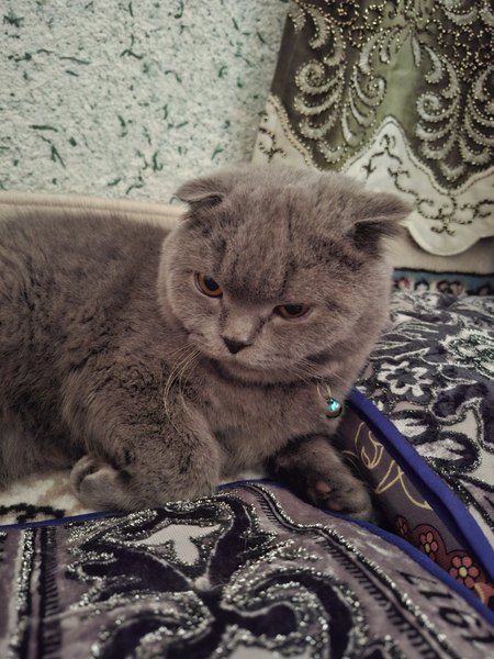 Scottish fold mushukchalar