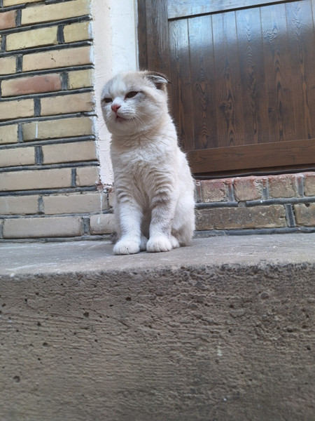 Блюпоинт фолд девочка