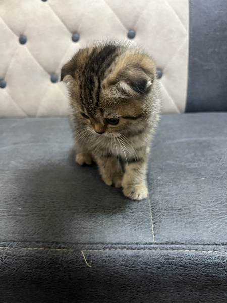 Mushik bolasi котёнок