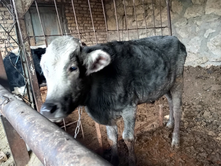 Buqqacha sotiladi