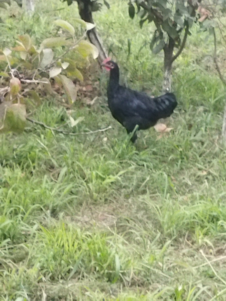 Кора шахзода жужа хурози алмашаман.