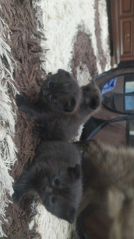 Продаются котёнки