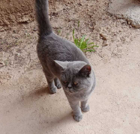 Mushuk.  Британская короткошёрстная кошка